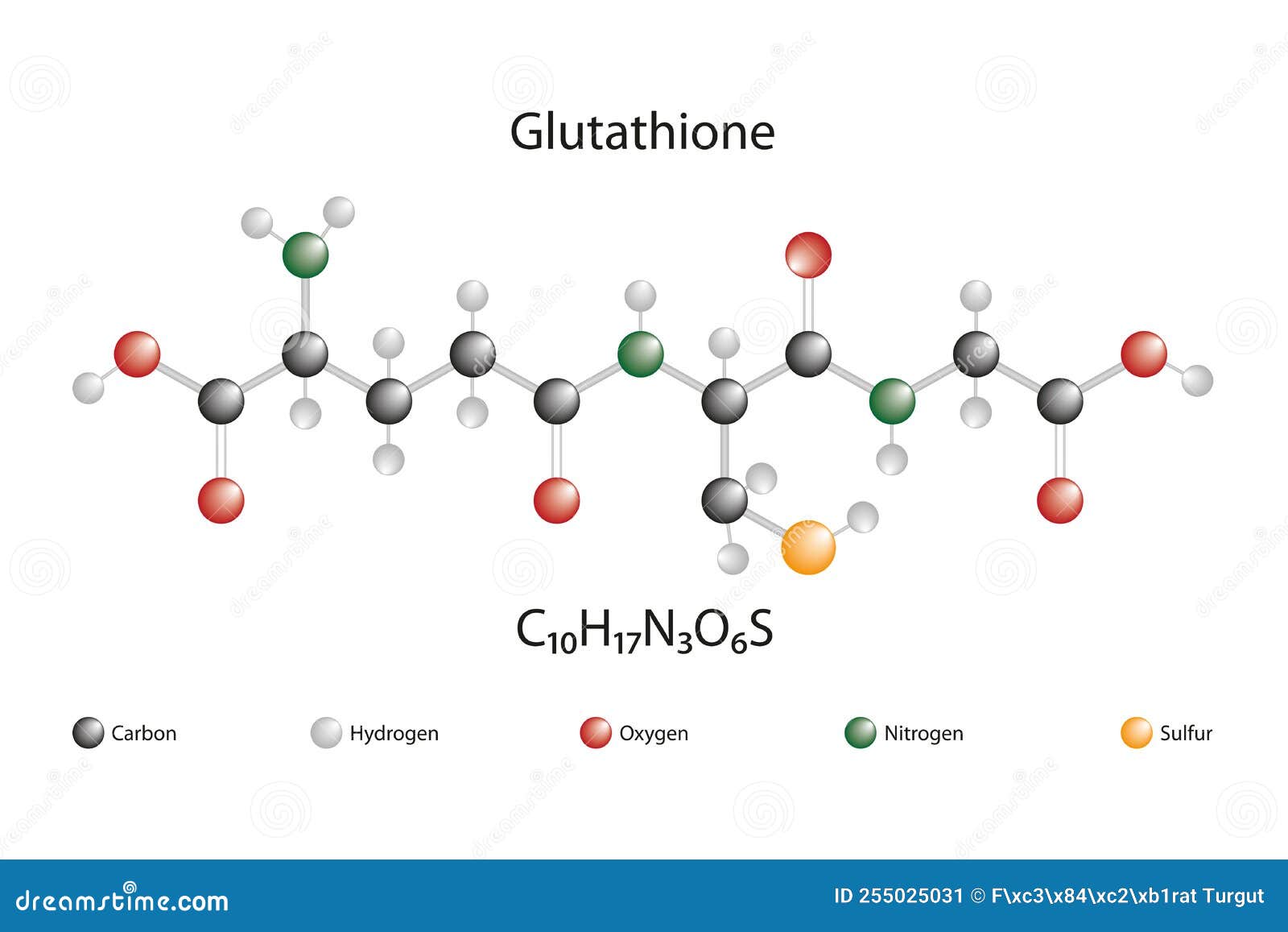Molecular Structure and Chemical Formula of Glutathione Stock Vector ...