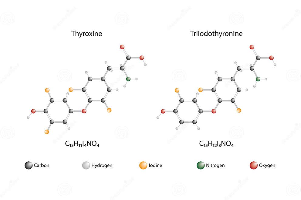 Molecular Structures of Thyroid Hormones. Thyroxine and ...