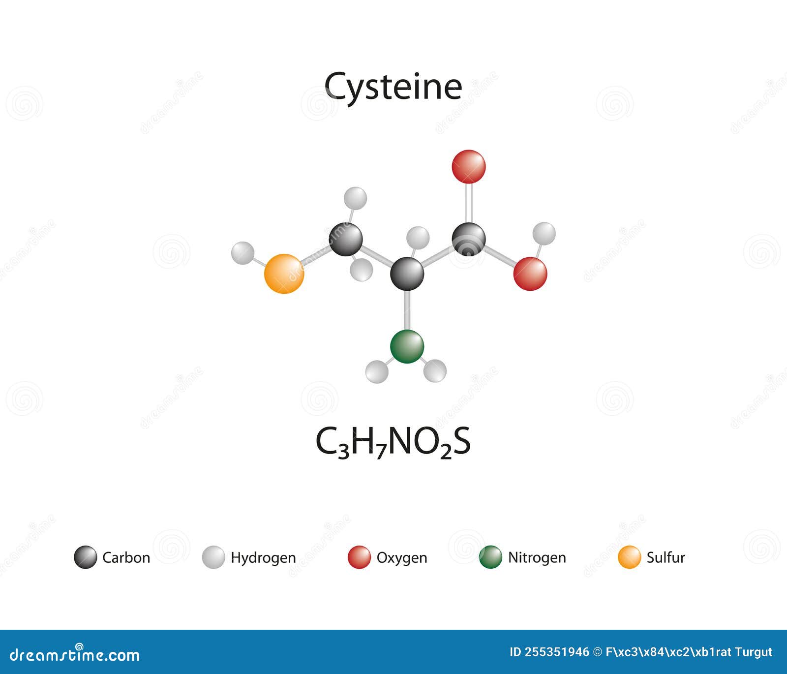 Cysteine, L-cysteine. Roteinogenic Amino Acid Molecule. Structural ...