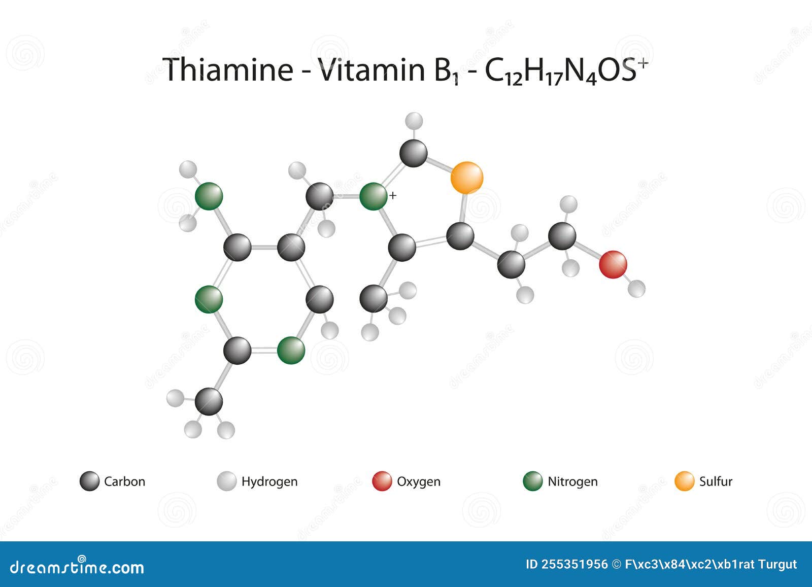 Molecular Formula of Thiamine. Stock Vector - Illustration of isolated, molecular: 255351956