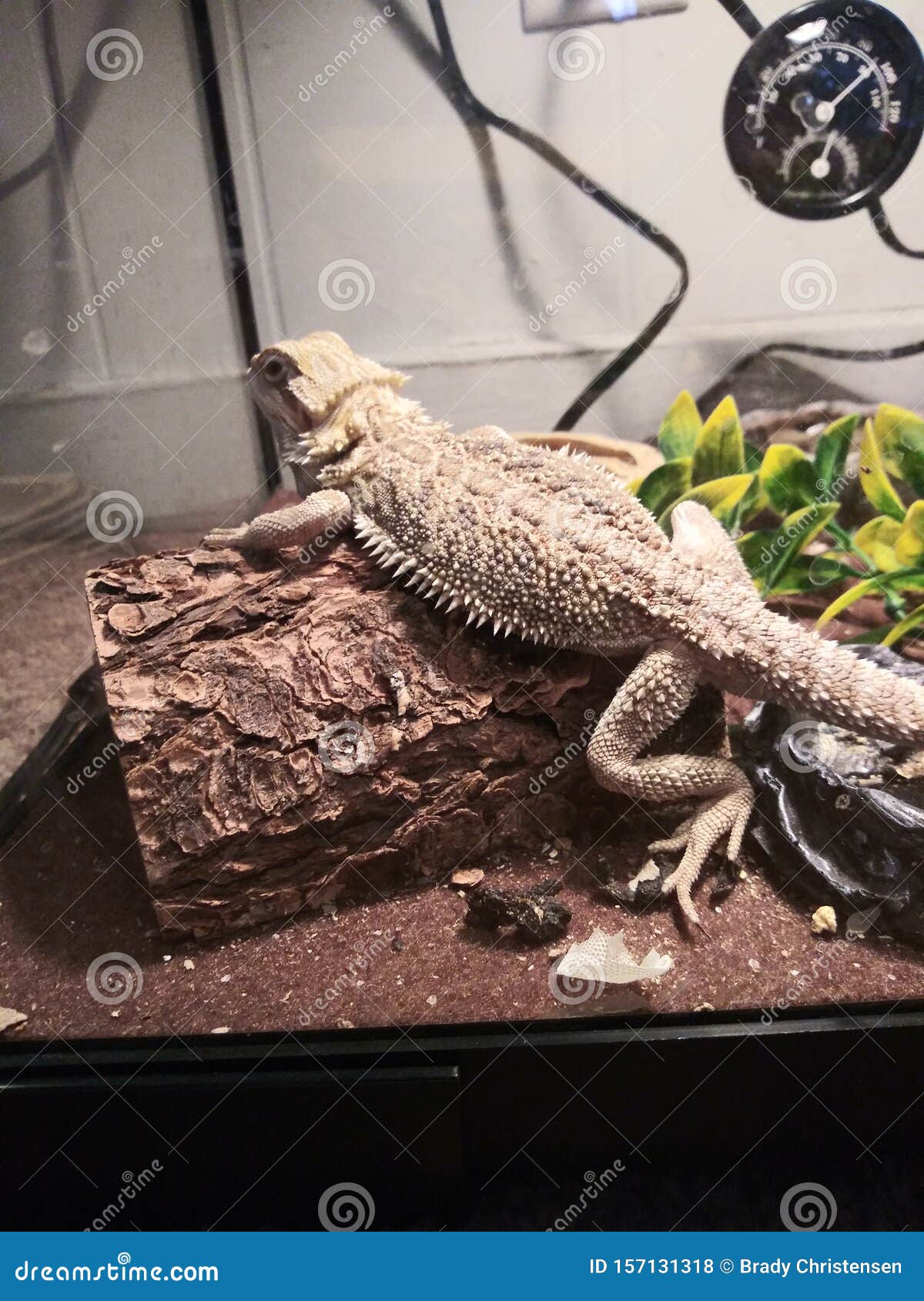 Bask in the light is good stock photo. Image of light - 157131318