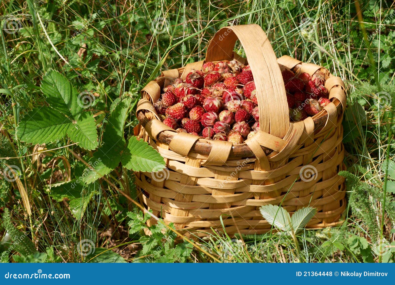 Basked with Wild Strawberries Stock Photo - Image of ripe, healthy ...