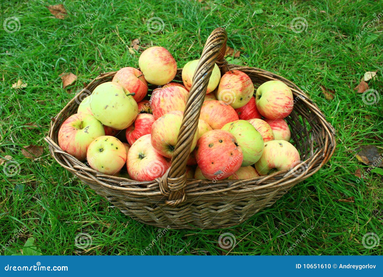 Basket with apples stock photo. Image of crisp, freshness - 10651610