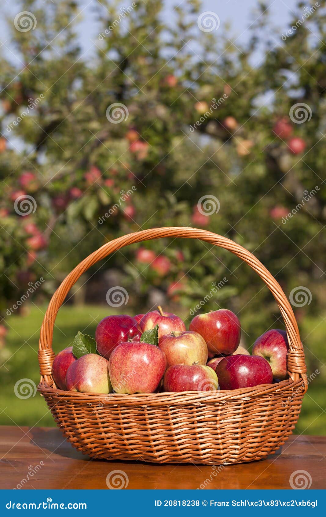 Basket of apples stock photo. Image of industry, fresh - 20818238