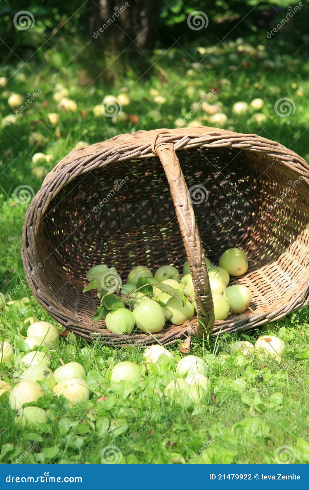 Apple tree stock photo. Image of farms, beneficial, botanic - 21479922