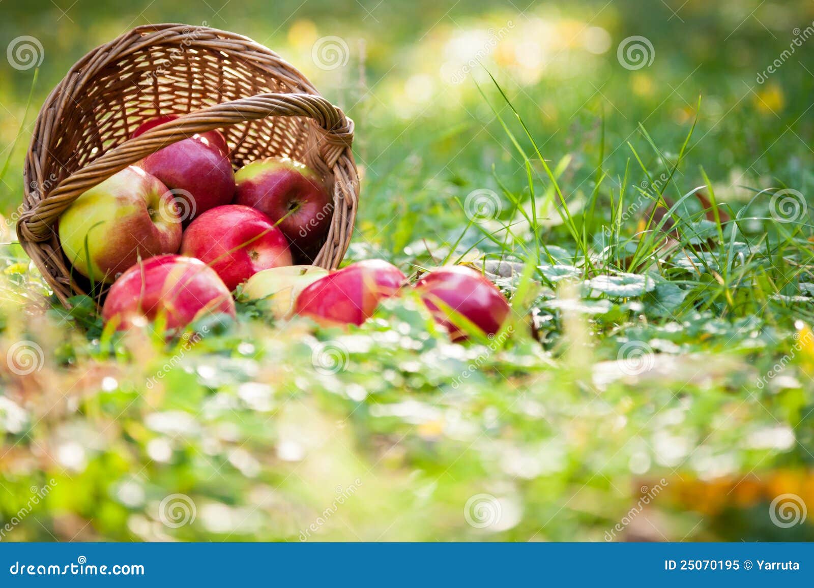 Basket of apples stock image. Image of picnic, braided - 25070195