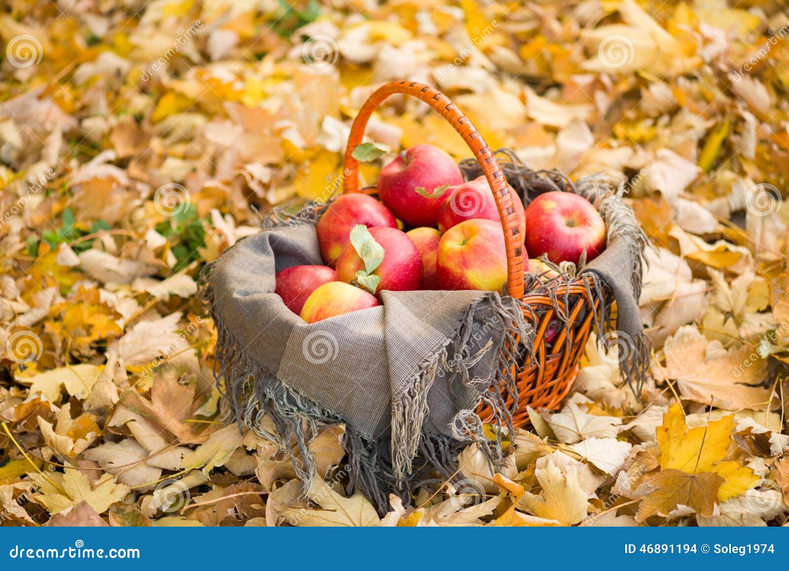 Basket with Apples on Autumn Leaves in Forest Stock Photo - Image of ...