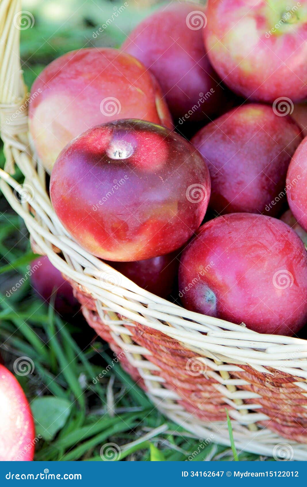 Basket of apples stock image. Image of apples, food, ripened - 34162647