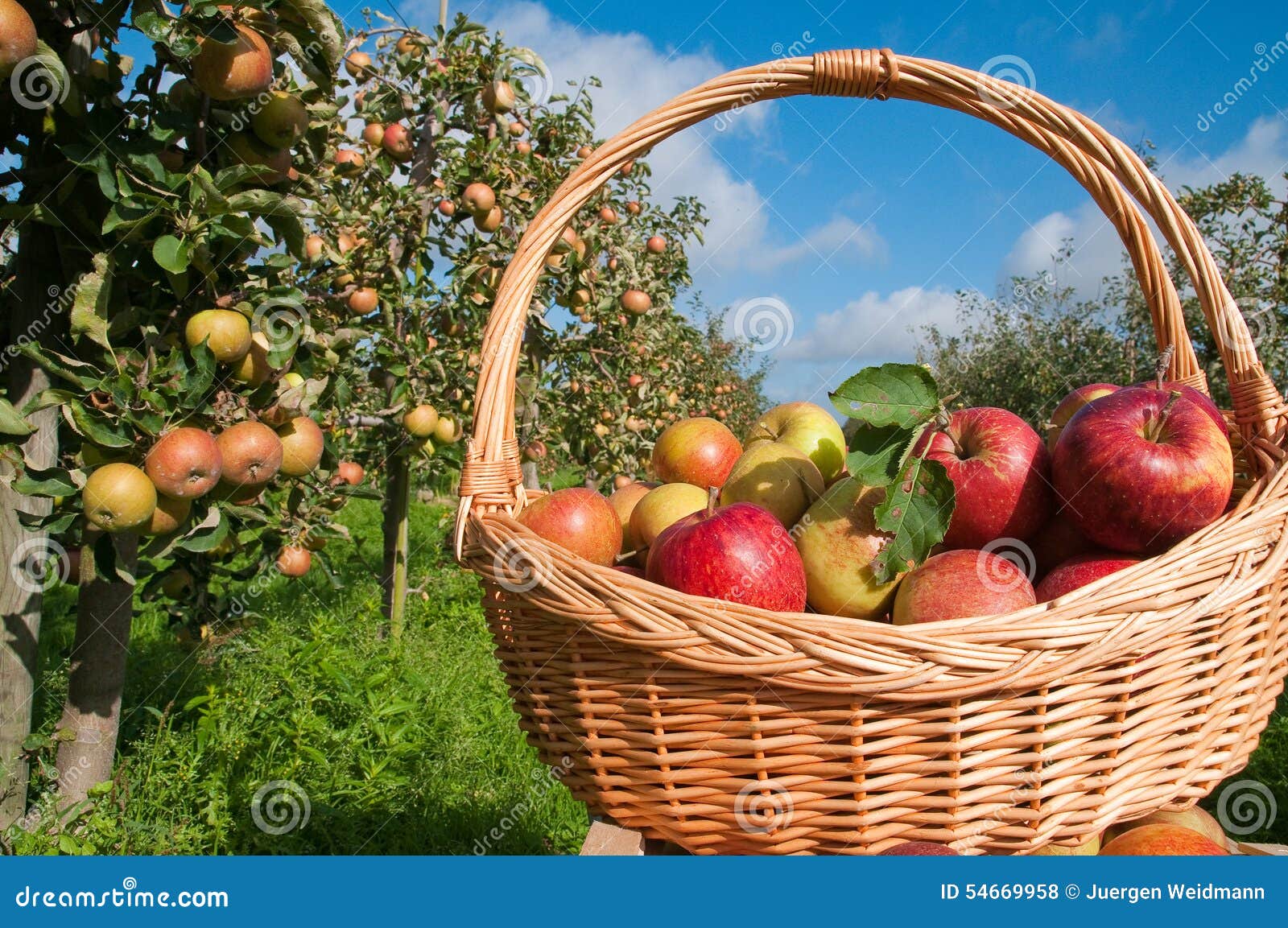 Basket of apples stock photo. Image of trees, green, autumn - 54669958 Basket of apples stock photo. Image of trees, green, autumn - 54669958