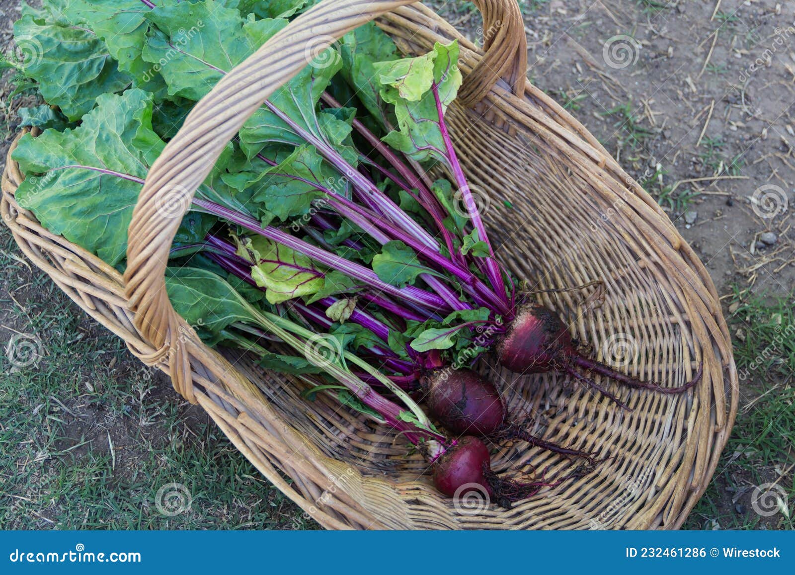 Basket with Beet Harvest from the Garden Stock Photo - Image of growth ...