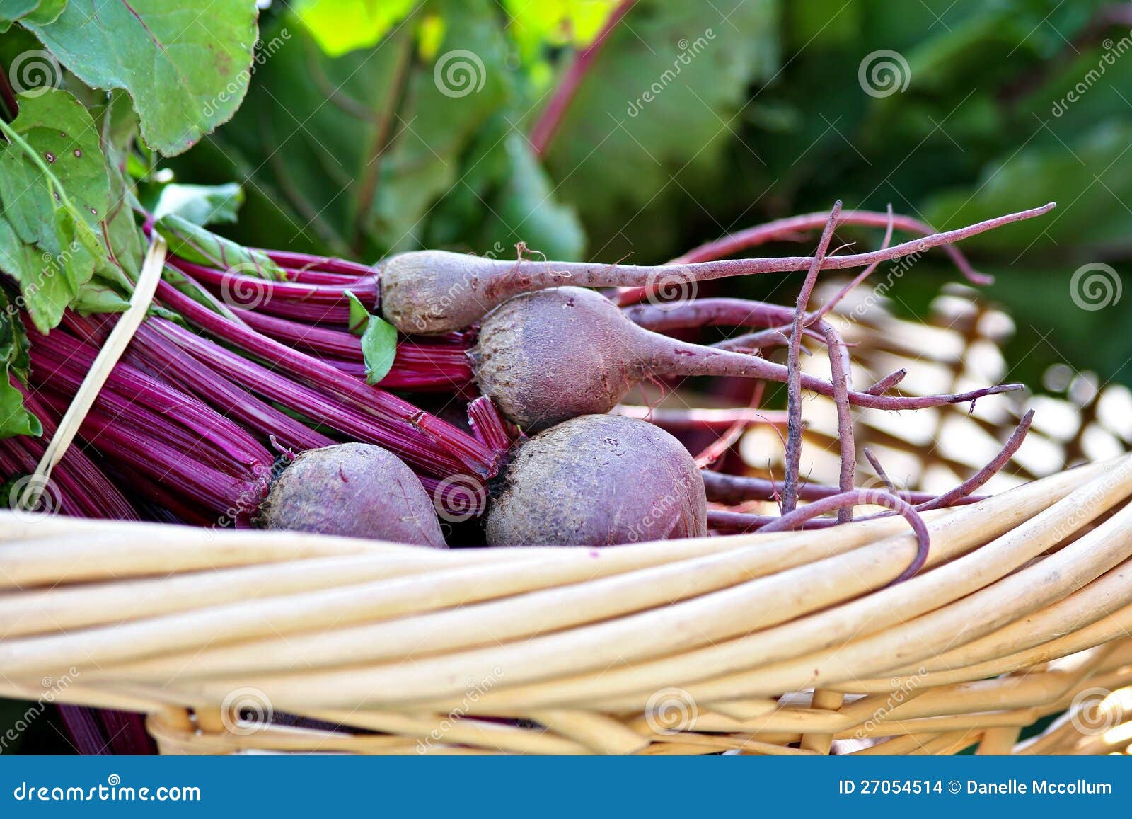 Basket of Beets stock photo. Image of vegetable, cook - 27054514