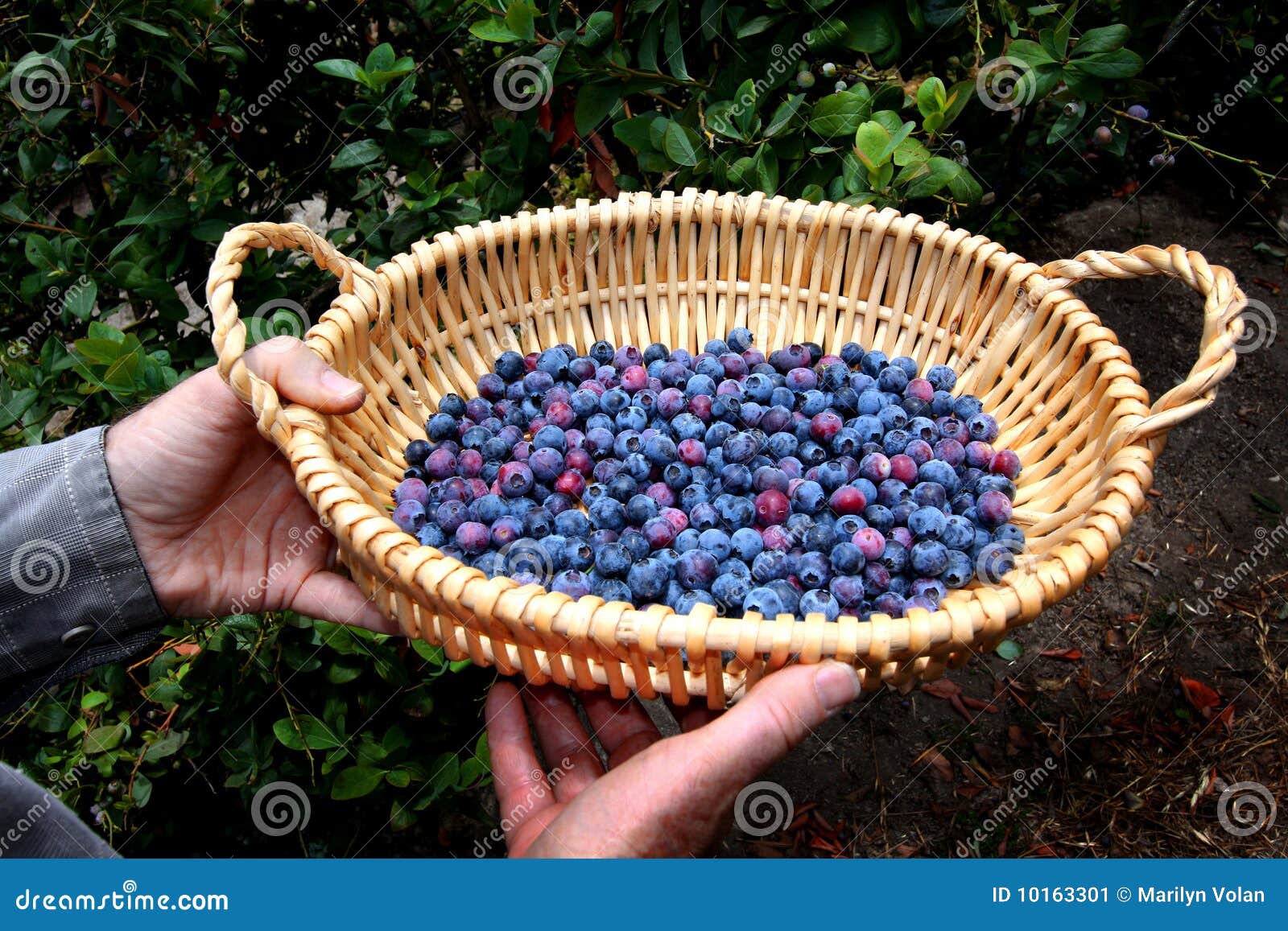 Basket of blueberries stock image. Image of colored, blueberry - 10163301