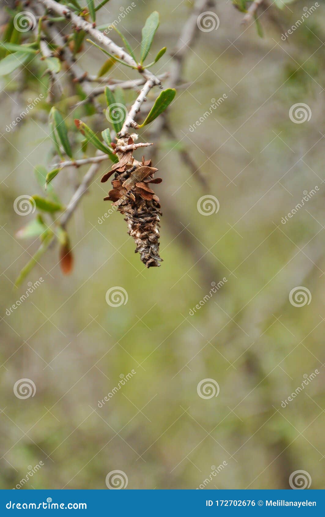 Basket Bug or Oiketicus Kirbyi Stock Photo - Image of oiketicus ...