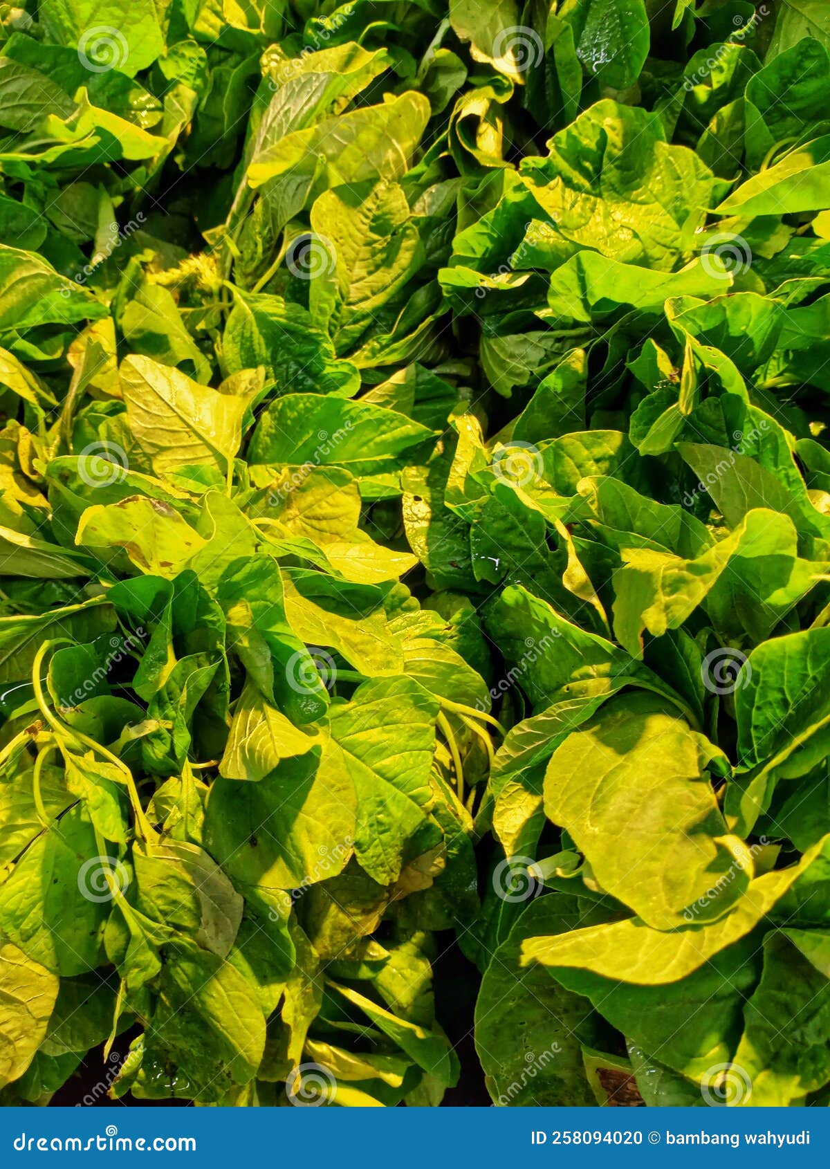 The Basket of Cale for Fresh Vegetables Stock Photo - Image of ...