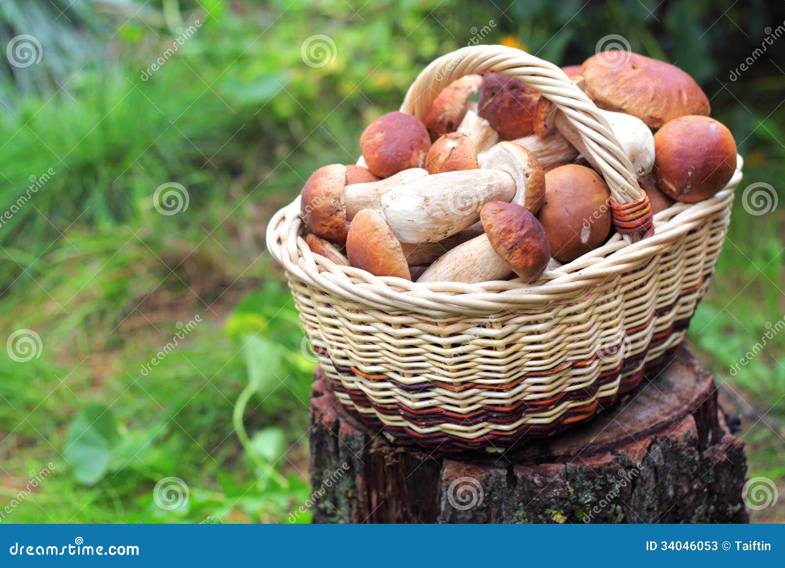Basket with ceps stock image. Image of cuisine, suillus - 34046053