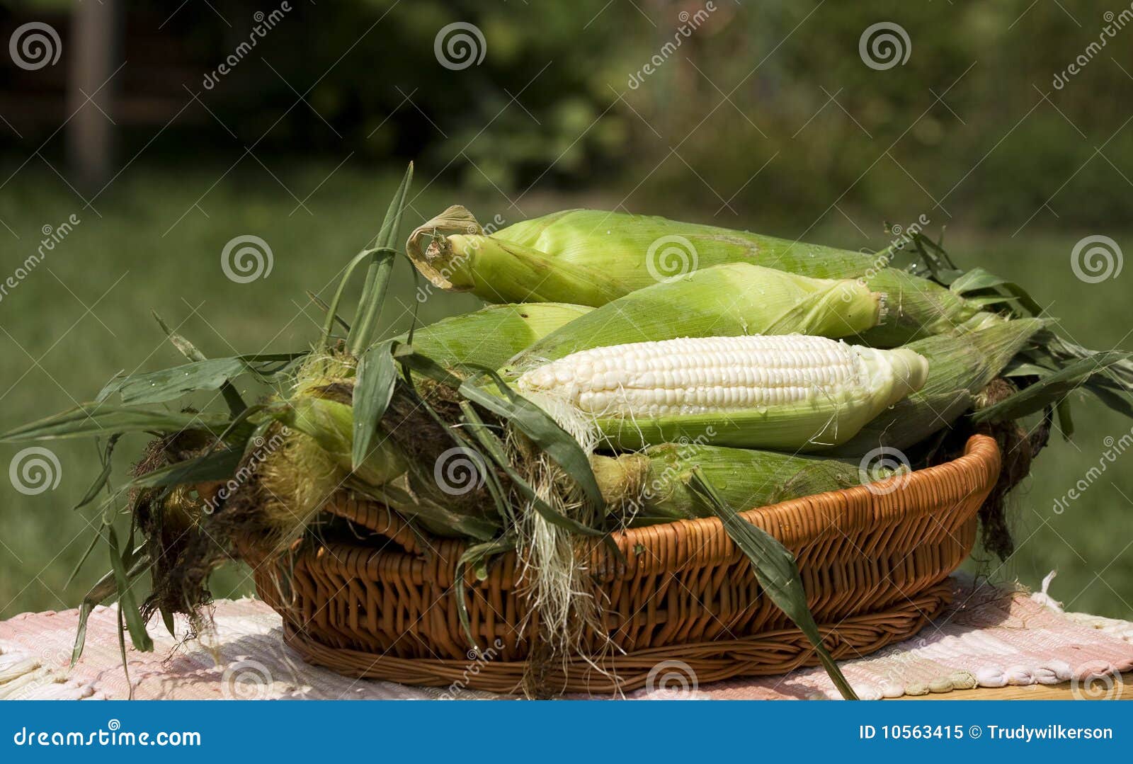Basket of Corn stock image. Image of peeling, outdoors - 10563415