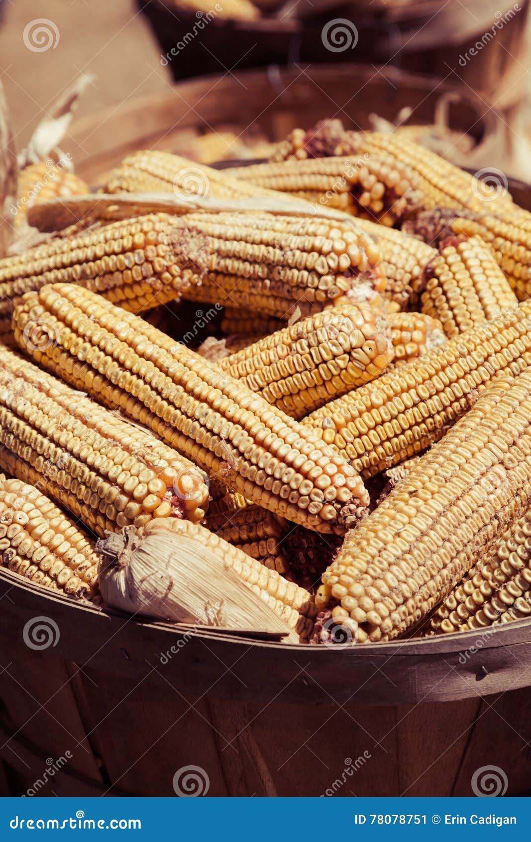 Basket of Feed Corn stock image. Image of plant, vegetable - 78078751