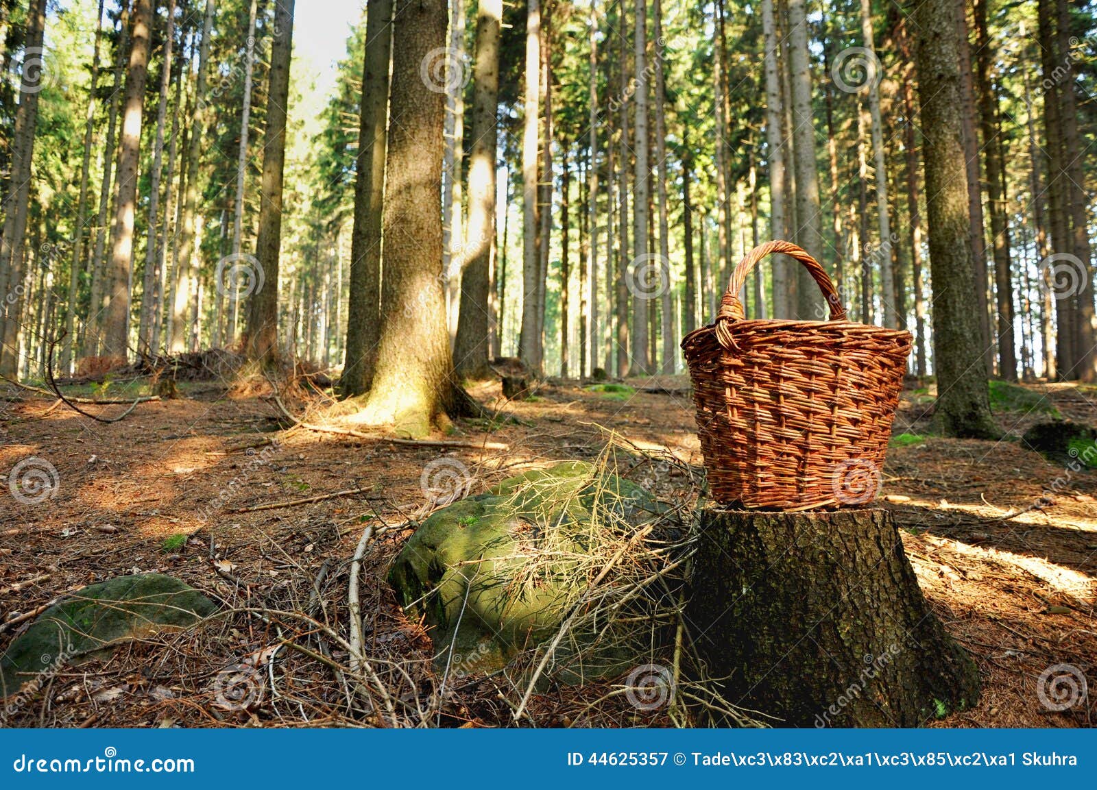 Basket in forest stock image. Image of environment, background - 44625357