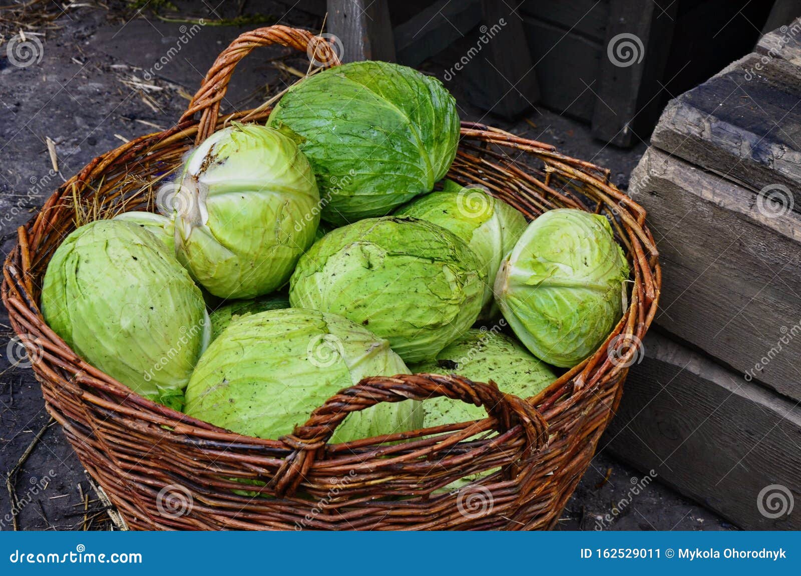 Basket with Fresh Cabbages on Light Table Stock Image - Image of ...