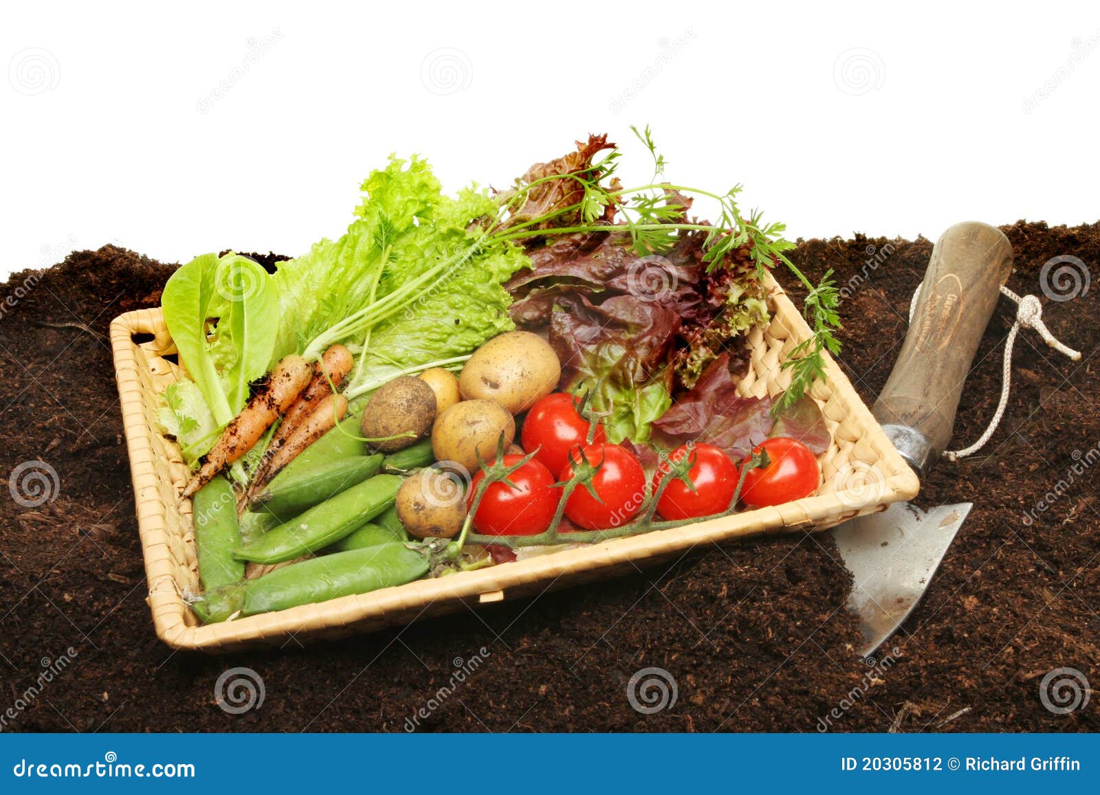 Basket of Fresh Garden Produce Stock Photo - Image of potato, earth ...