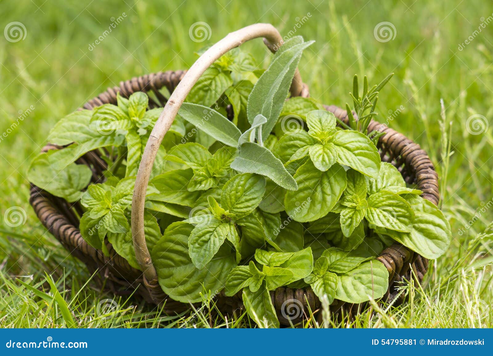 Basket with fresh herbs stock image. Image of aromatic - 54795881