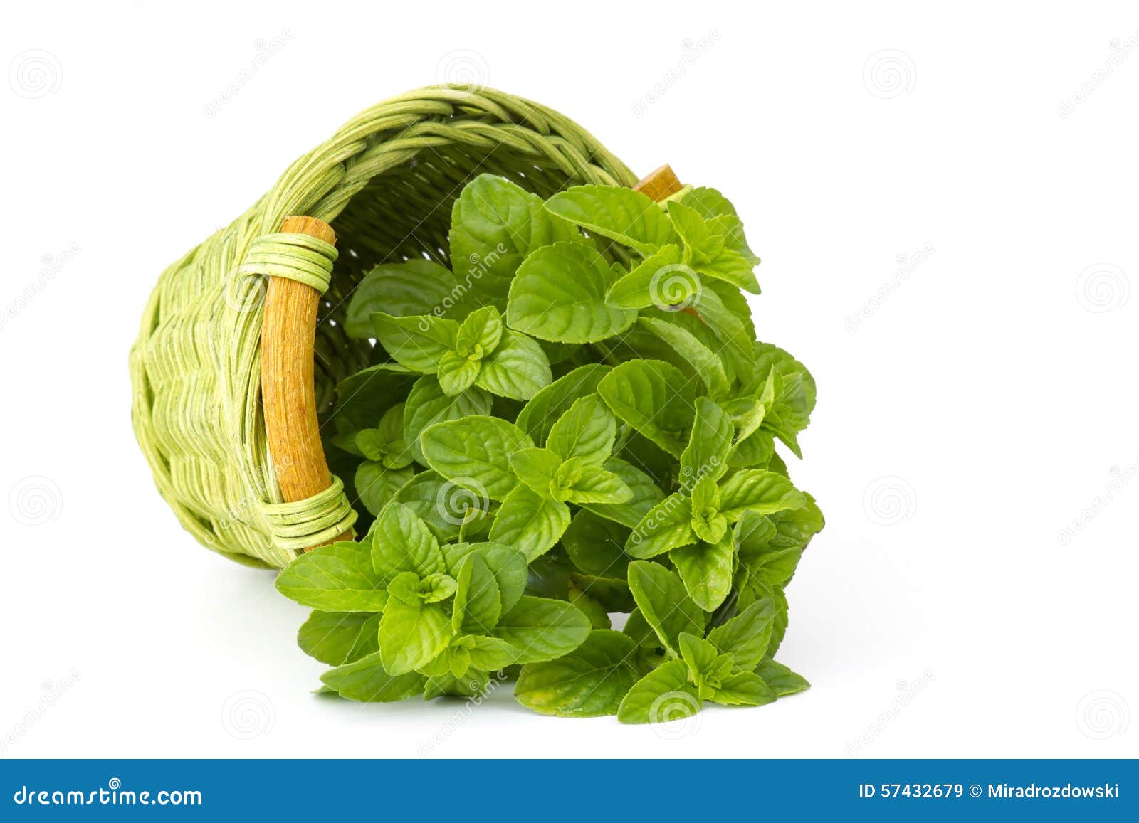 Basket with fresh mint stock image. Image of soil, harvest - 57432679