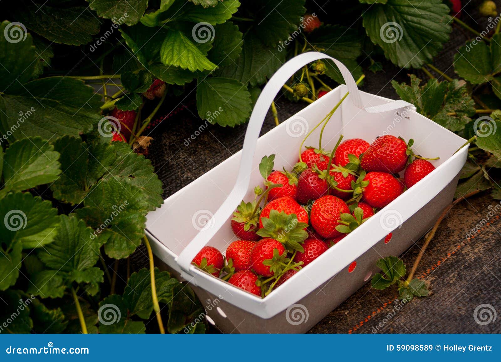Basket of Fresh Picked Strawberries Stock Image - Image of budding ...