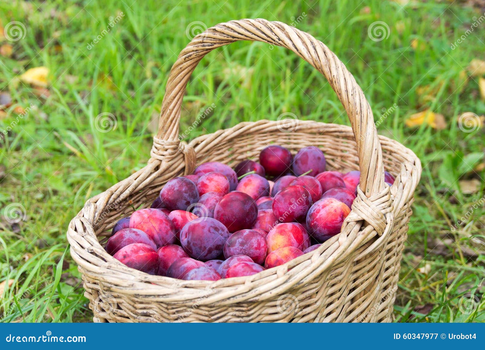 Basket of Fresh Plums stock image. Image of lifestyle - 60347977