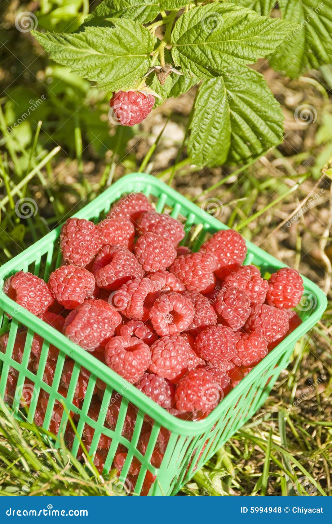 Basket of Fresh Raspberries Stock Photo - Image of fiber, pink: 5994948