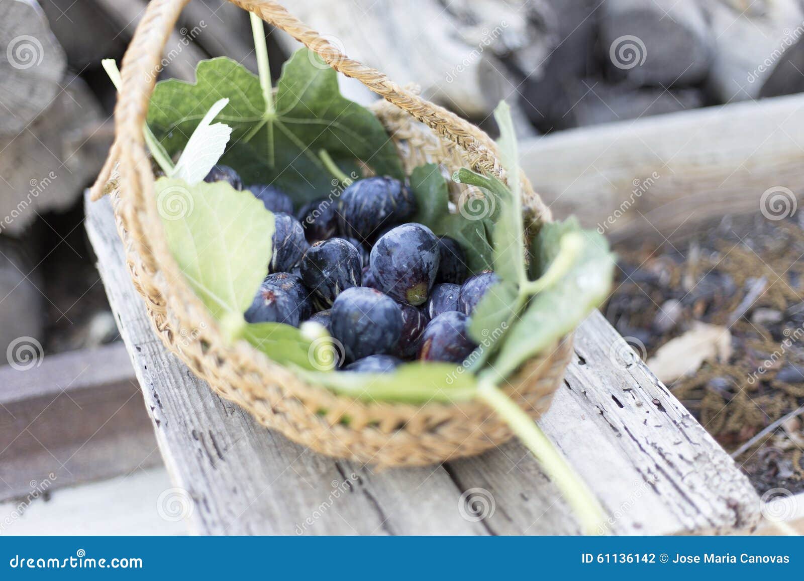 Basket with Freshly Picked Figs Stock Photo - Image of organic, leafs ...