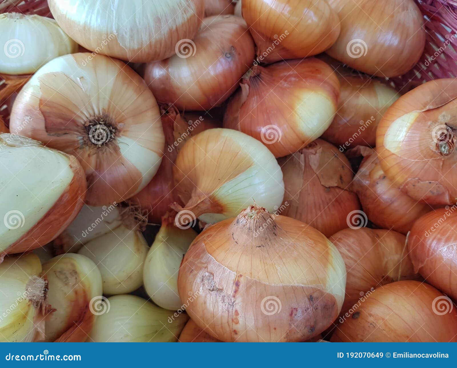 Basket of Freshly Picked Organic Onions Stock Image - Image of green ...