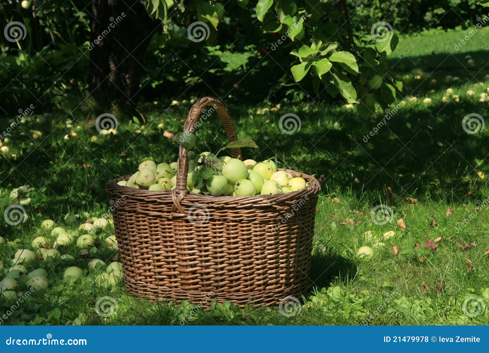 Apple tree stock photo. Image of apple, fresh, leaf, countryside - 21479978