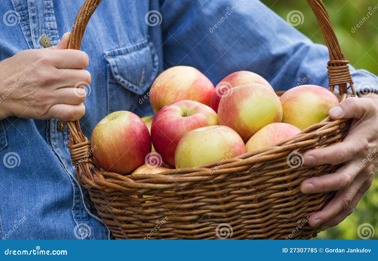 Basket full of apples stock image. Image of fresh, hands - 27307785