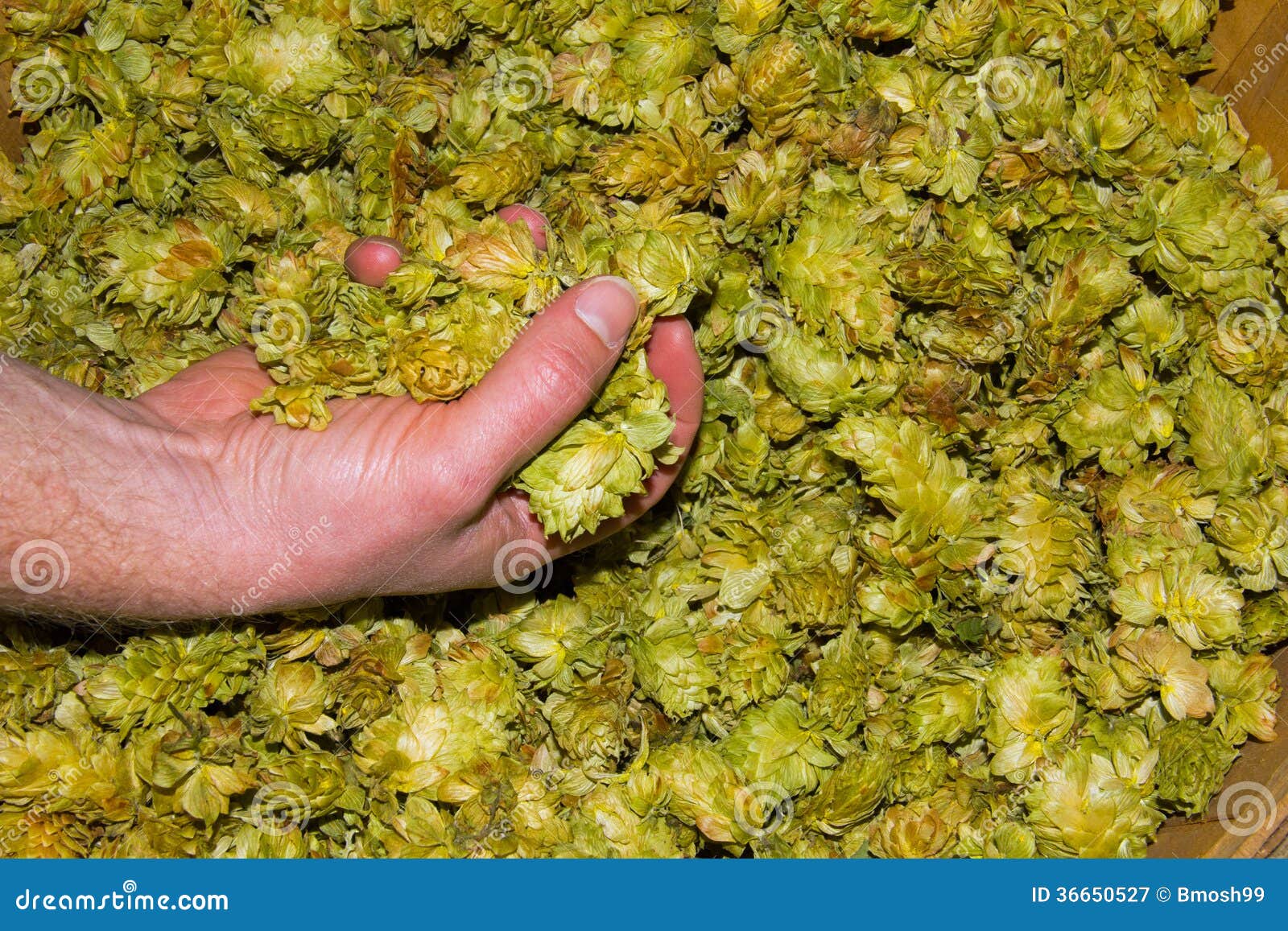 Basket Full of Chinook Leaf Hops Stock Image - Image of tasty, green ...