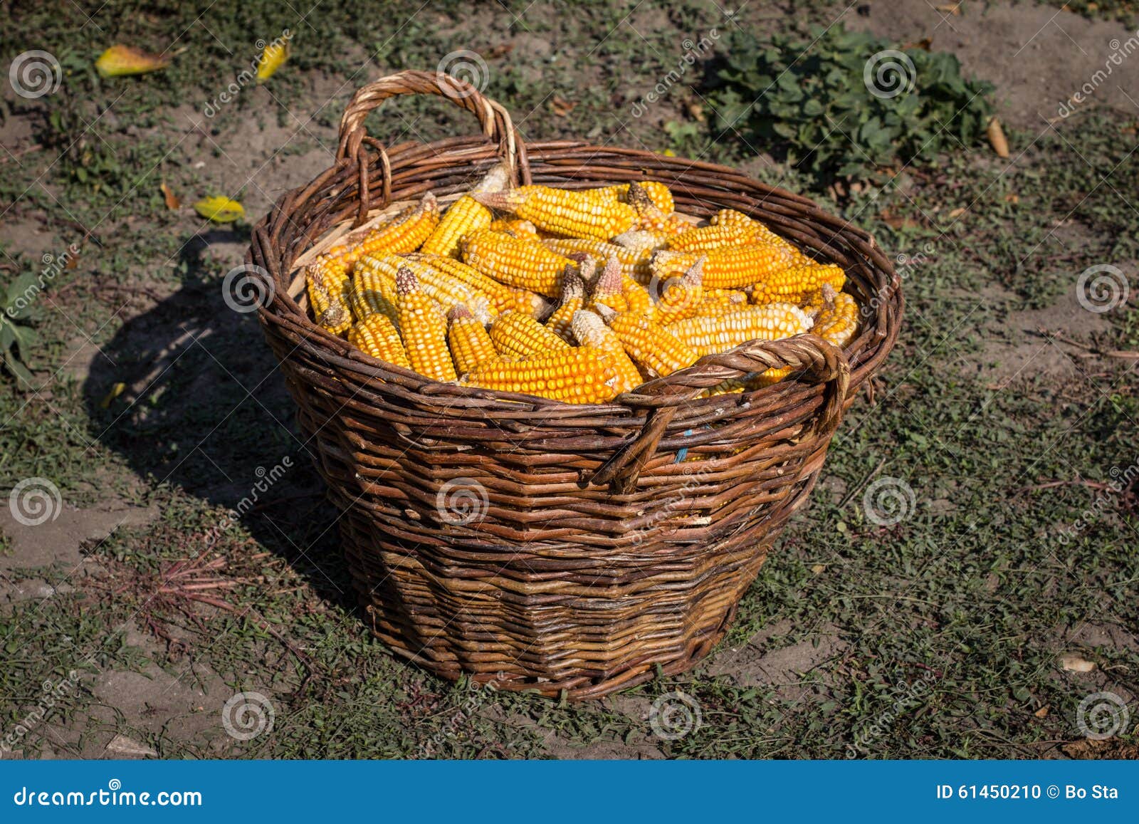Basket full of corn cobs stock photo. Image of romania - 61450210