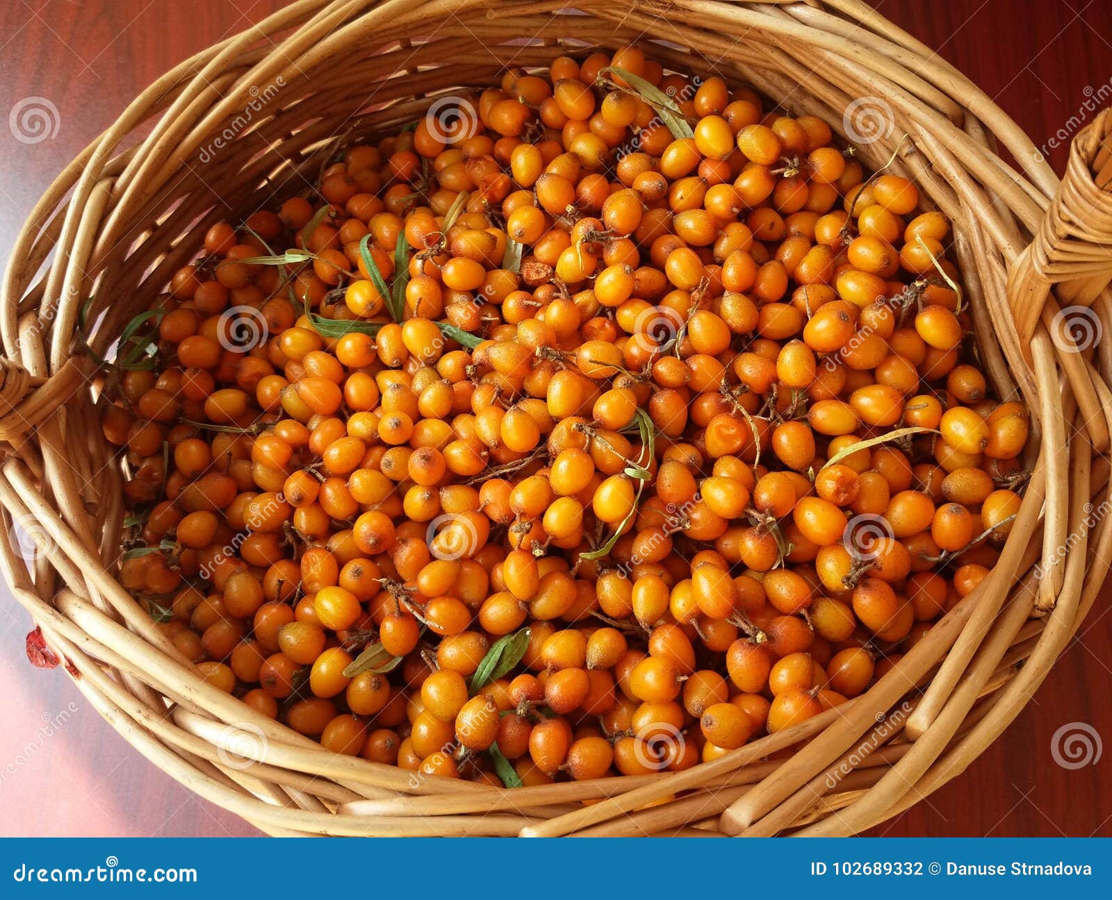 Basket Full of Sea Buck Thorn Stock Photo - Image of autumn, thorn ...