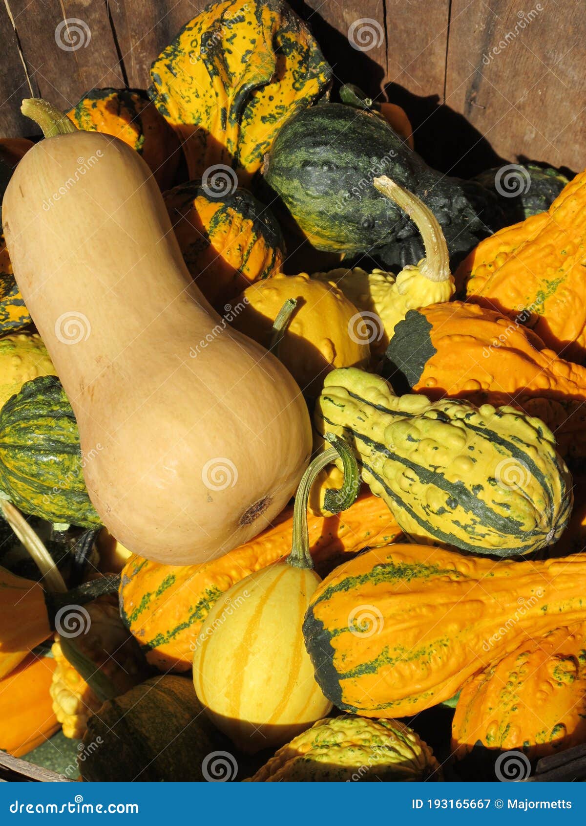 Basket of Gourds in Sunlight Stock Image - Image of lumps, autumn ...