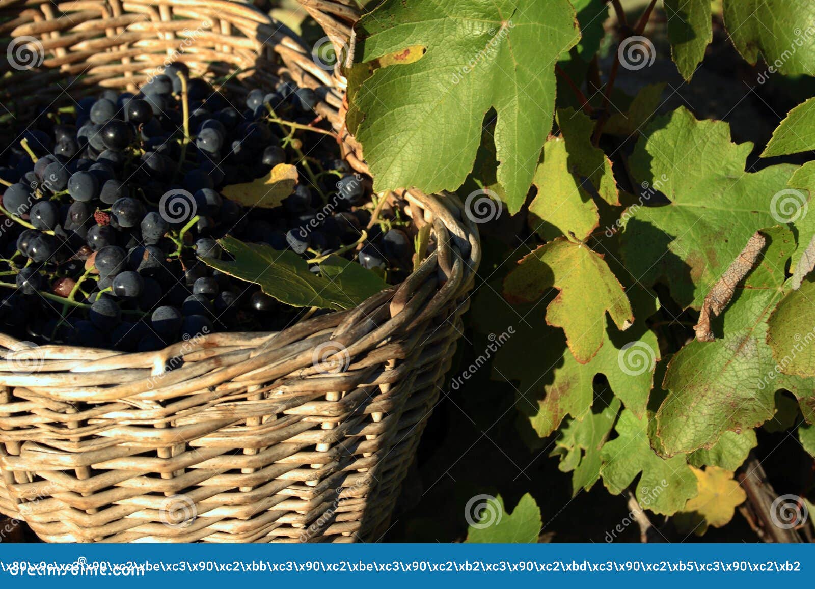 Basket of grape stock photo. Image of vitamins, fresh - 6814232