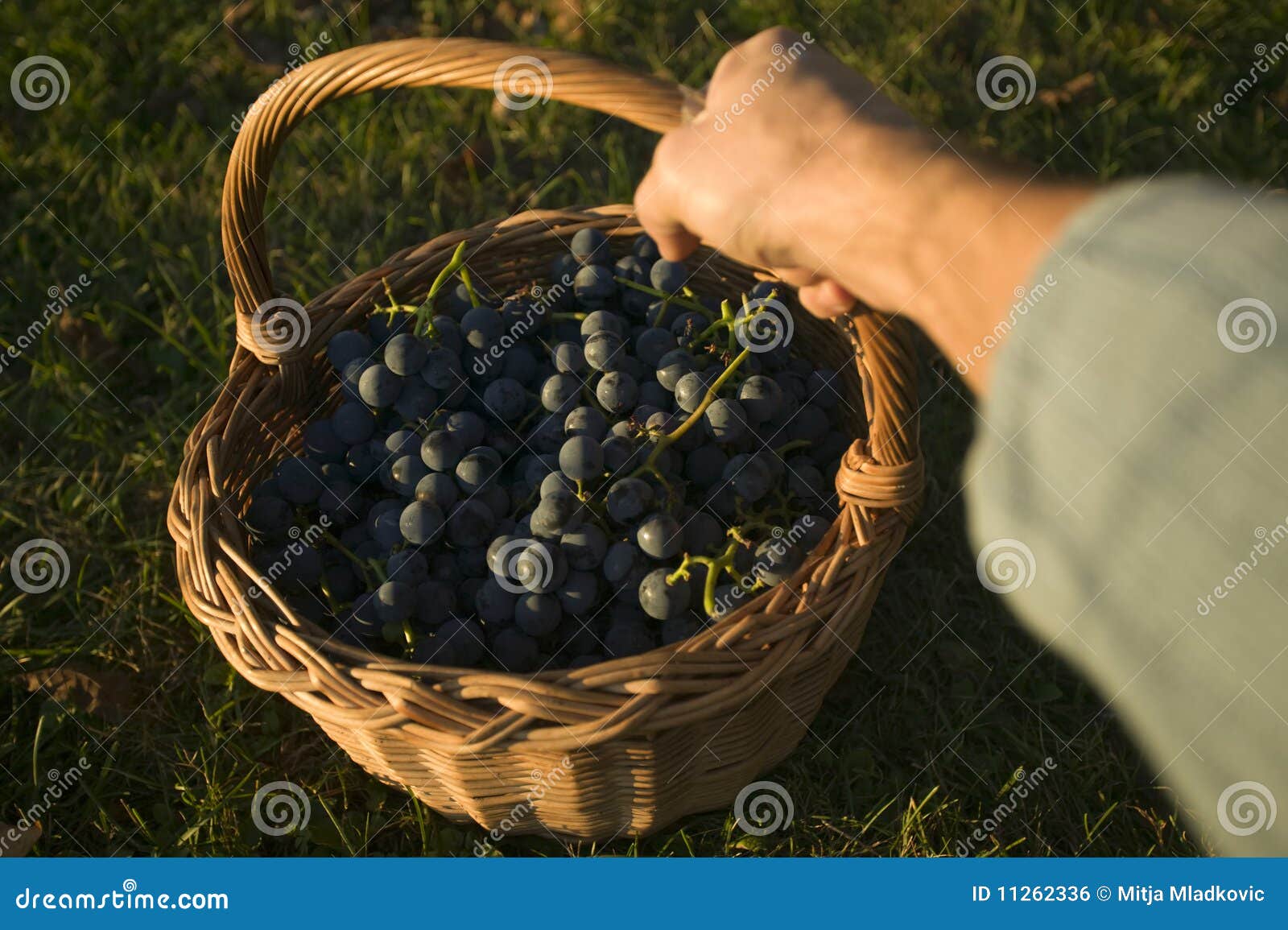 Basket of grapes stock photo. Image of fruit, grape, fall - 11262336
