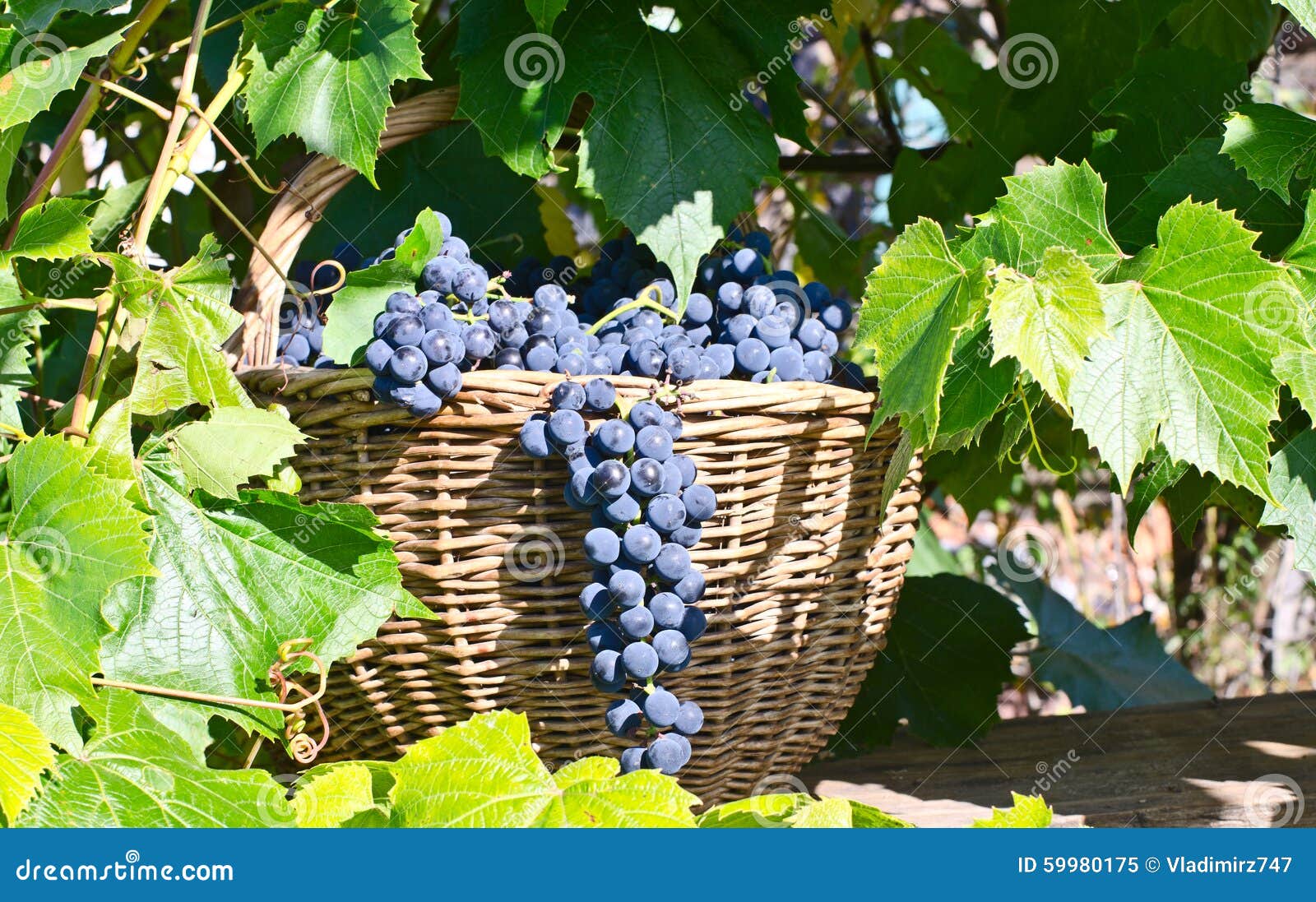 Basket with grapes stock image. Image of basket, season - 59980175