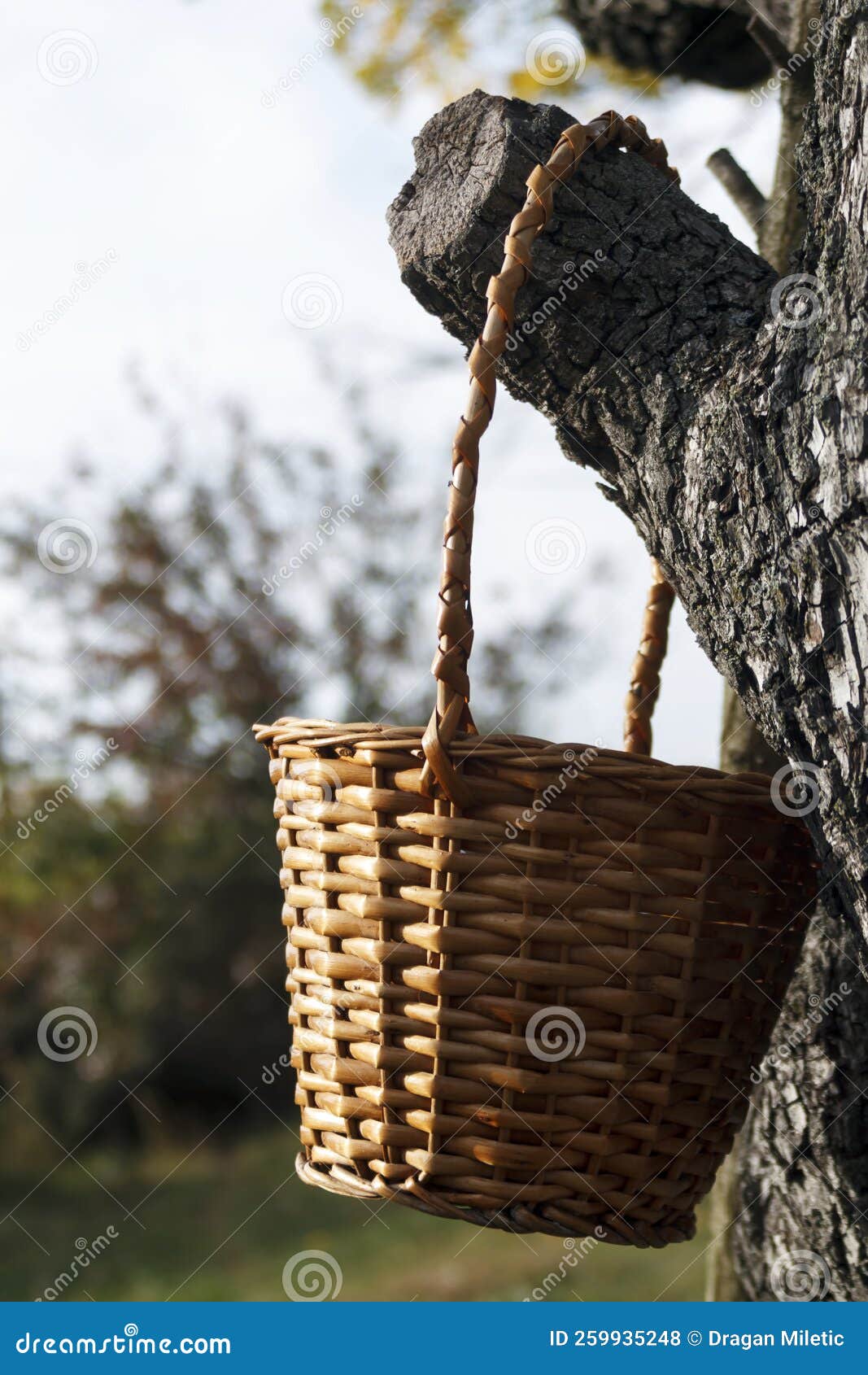 Basket hanging off of tree stock photo. Image of countryside - 259935248