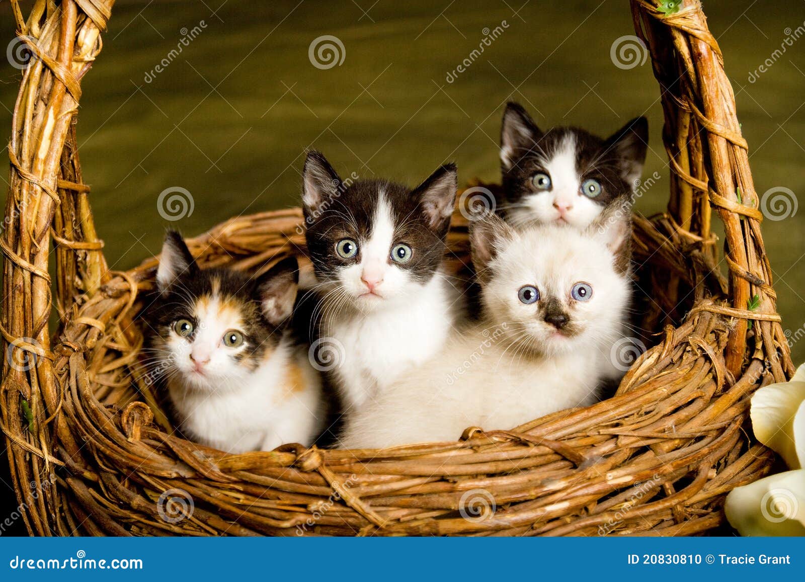 Basket of Kittens stock photo. Image of animal, watching - 20830810