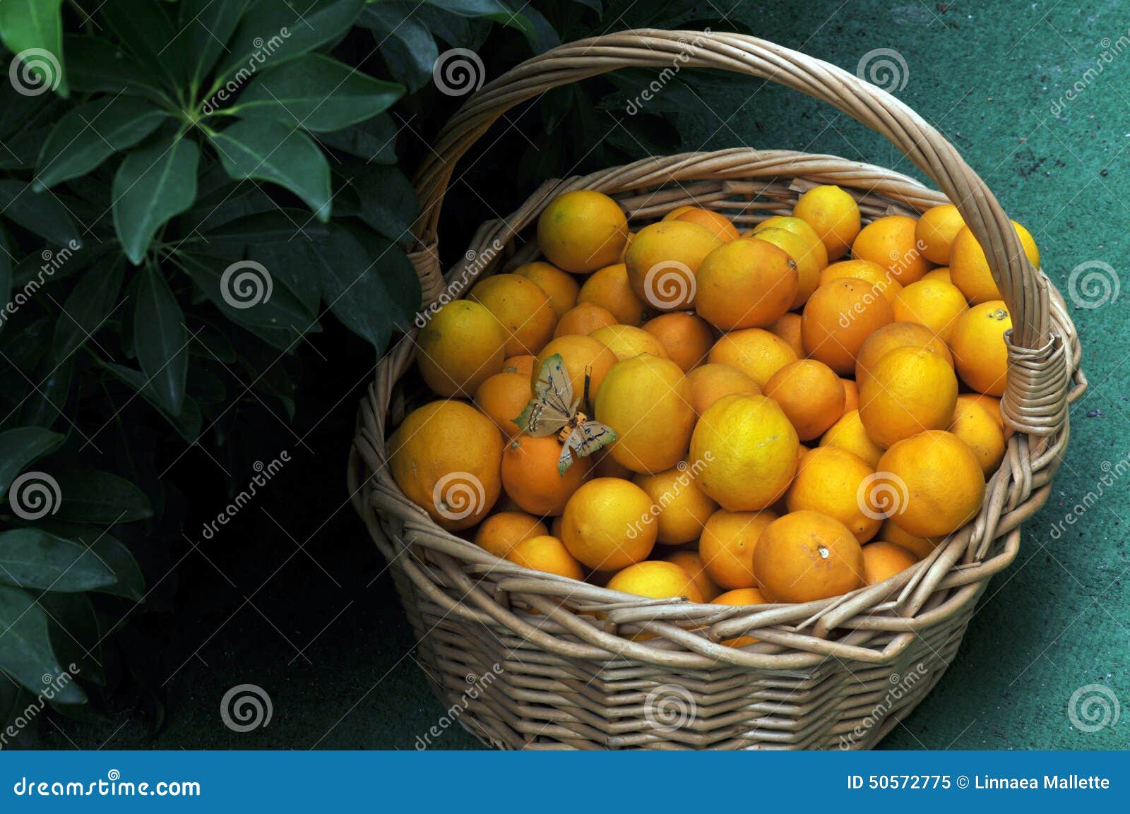 Basket of fresh lemons stock image. Image of fruit, green - 50572775