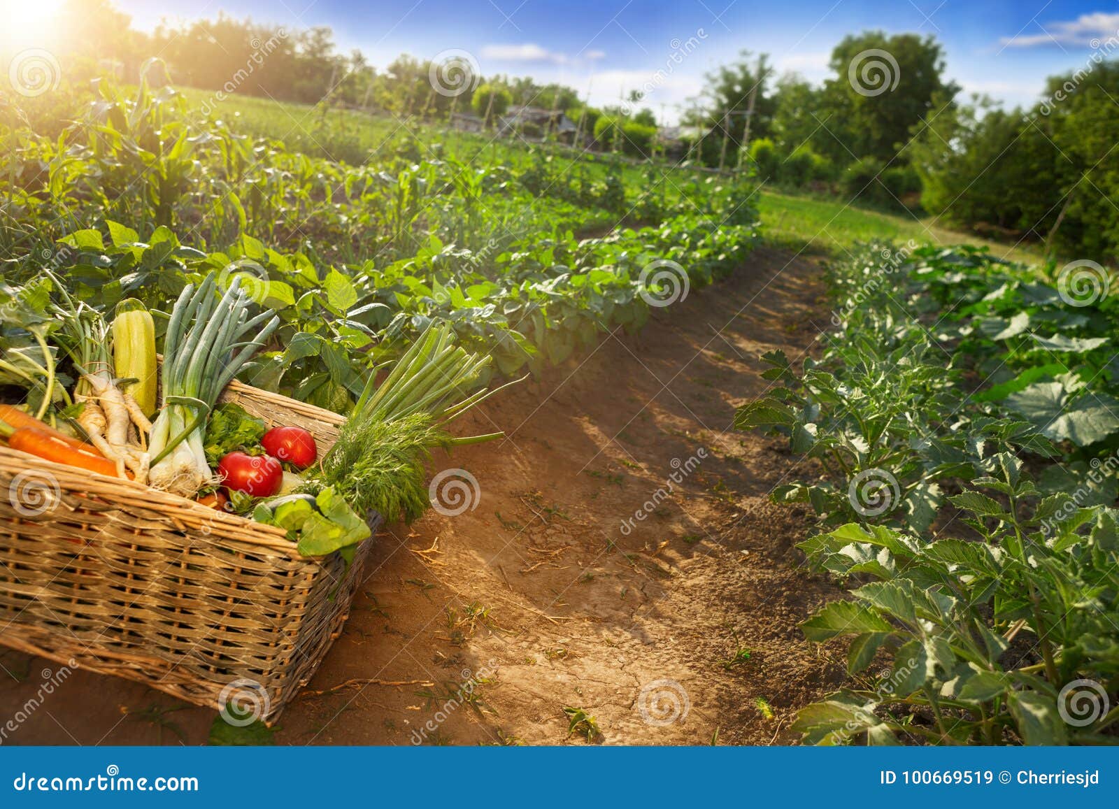 Basket with Mixed Vegetables on Ground Stock Image - Image of ...