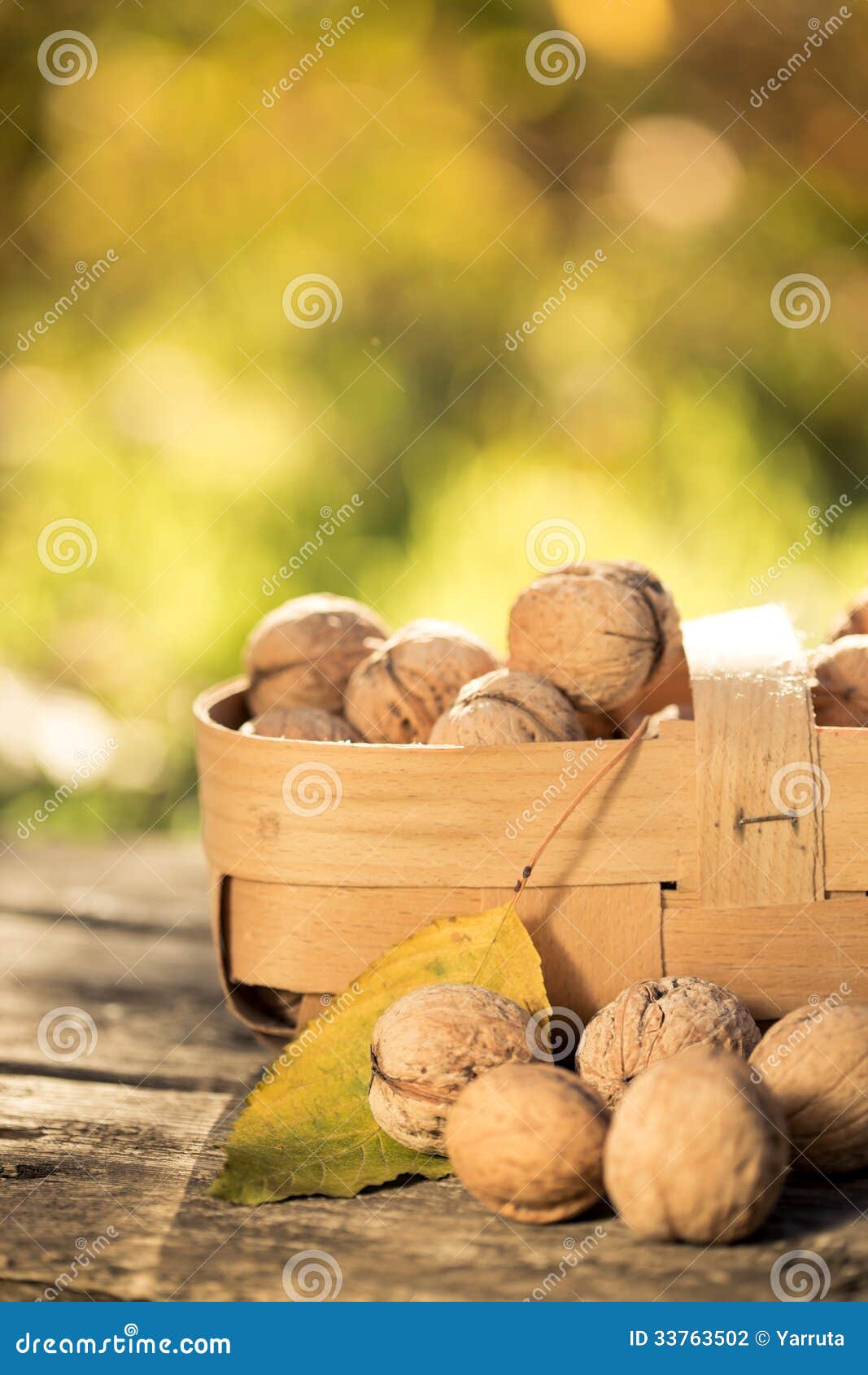 Basket of nuts in autumn stock photo. Image of maple - 33763502