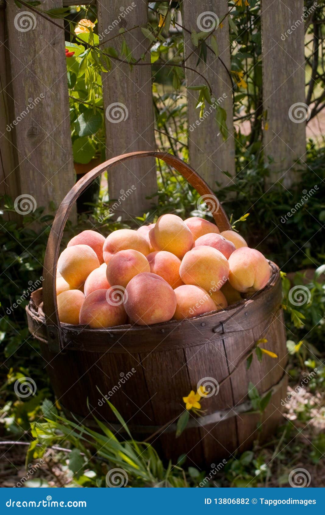 Basket of Peaches on the Ground - Clipping Stock Photo - Image of ...