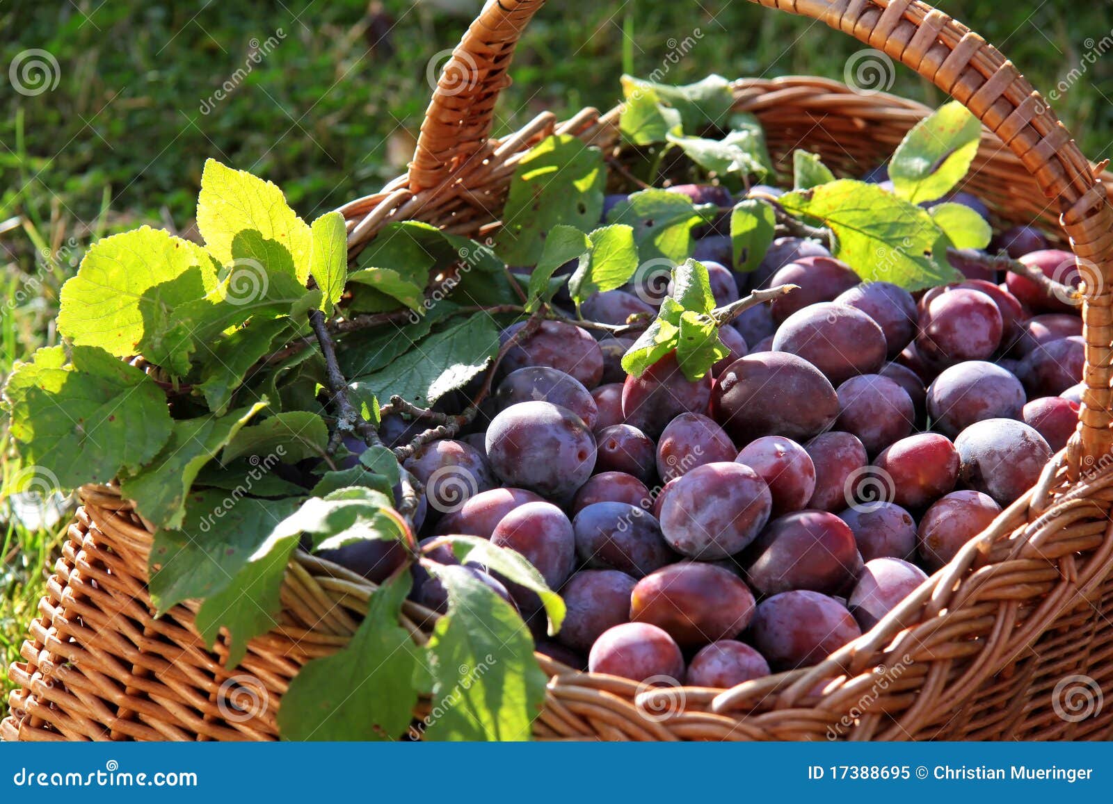 Basket of Plums stock image. Image of organic, collect - 17388695