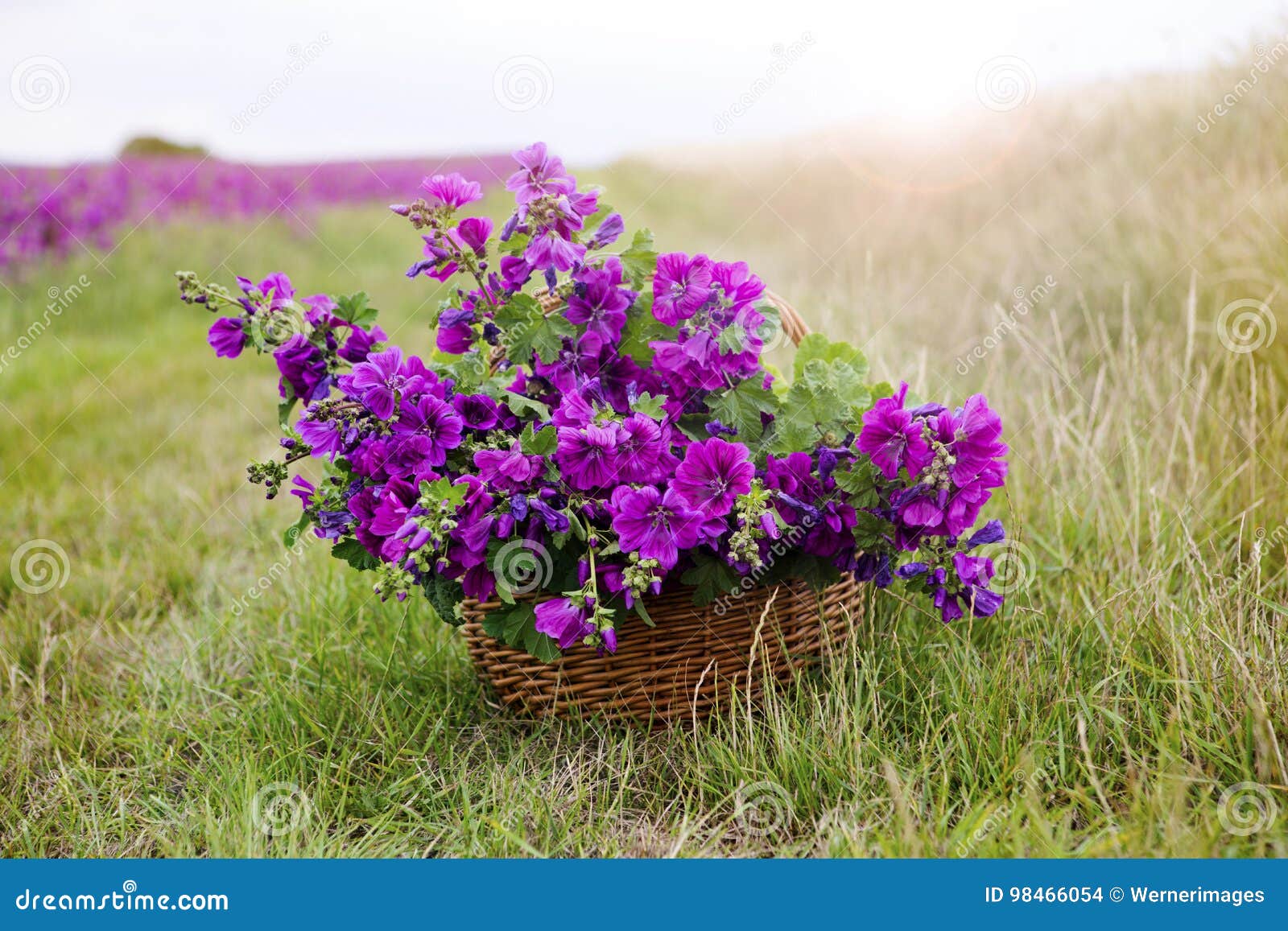 Basket with Purple Wild Mallow in Front of Flowerfield Stock Photo ...