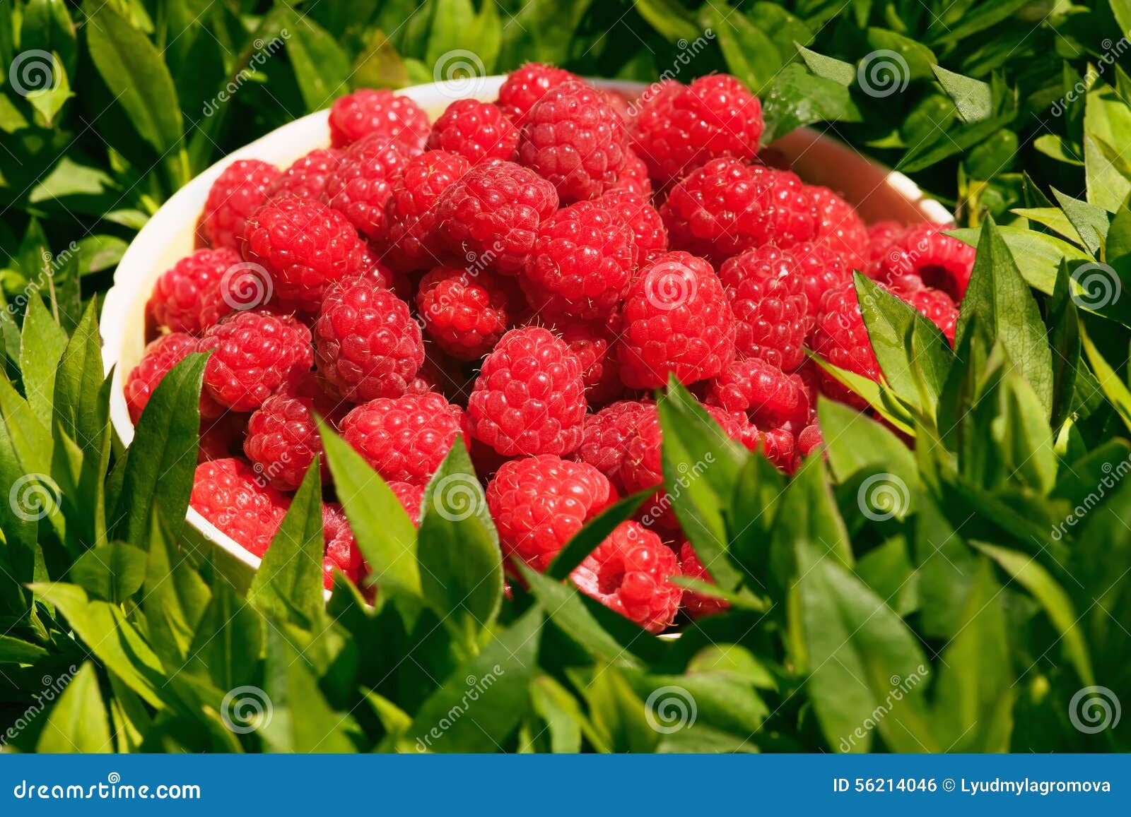 A basket of raspberries stock photo. Image of fresh, full - 56214046