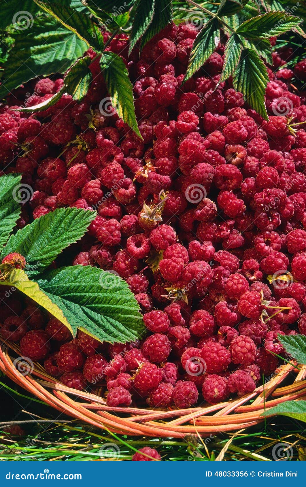 Basket of Raspberries (Rubus Idaeus) Stock Photo - Image of ideaus ...